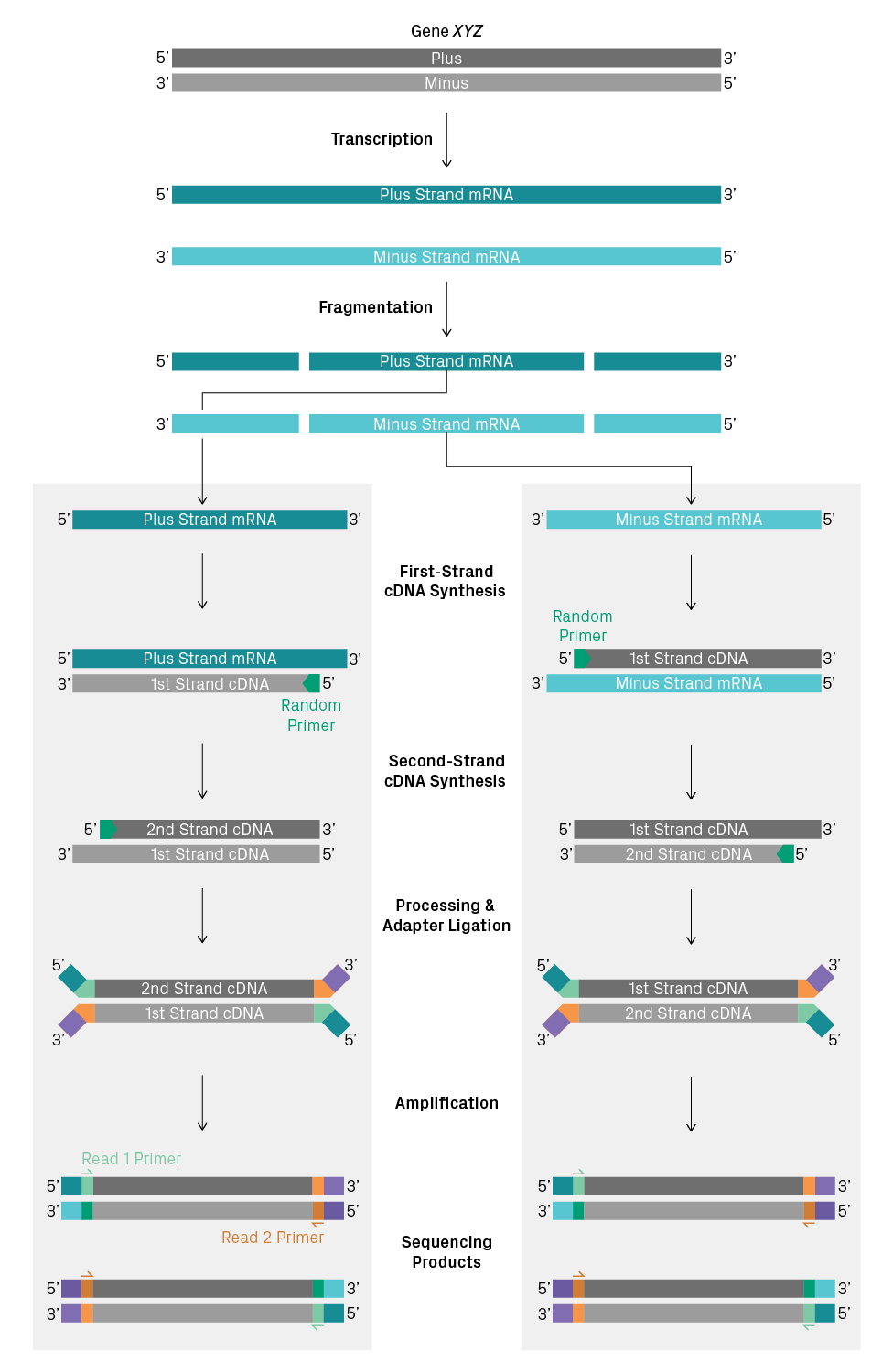 Stranded vs Non-Stranded RNA-Seq